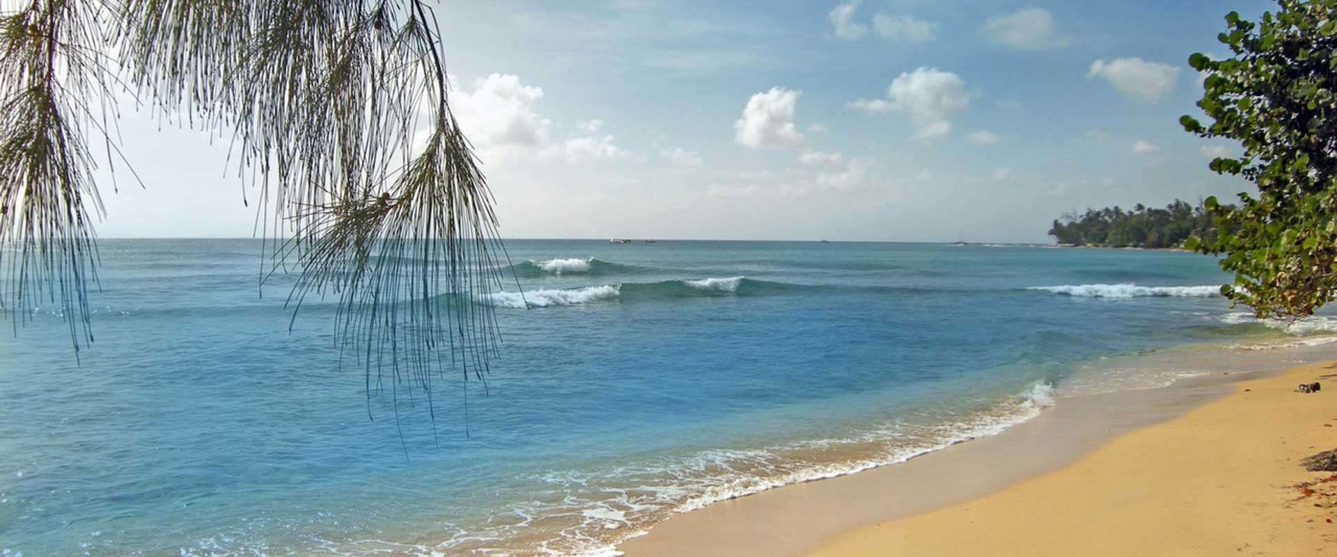 Sea Shell | Barbados